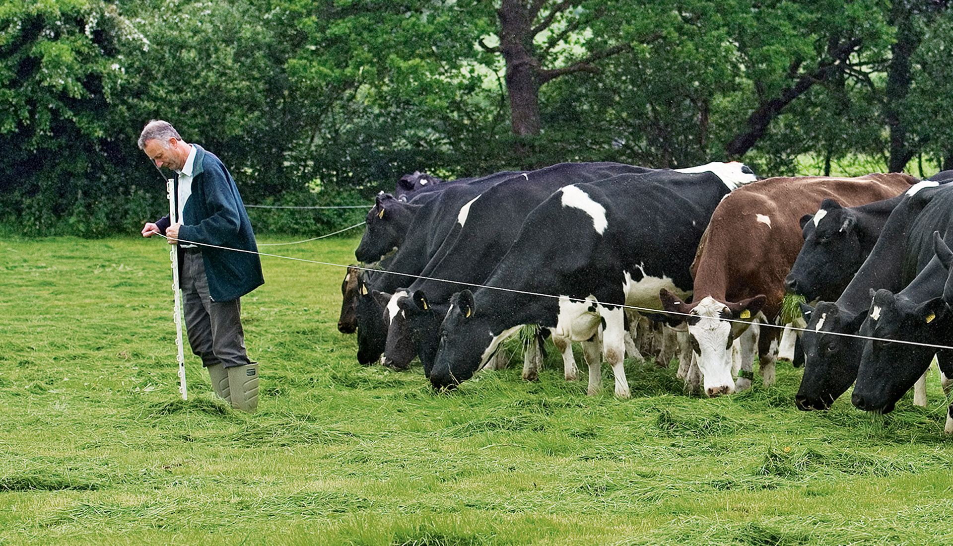 Weidewirtschaft kann sich wieder lohnen - FLUR & FURCHE