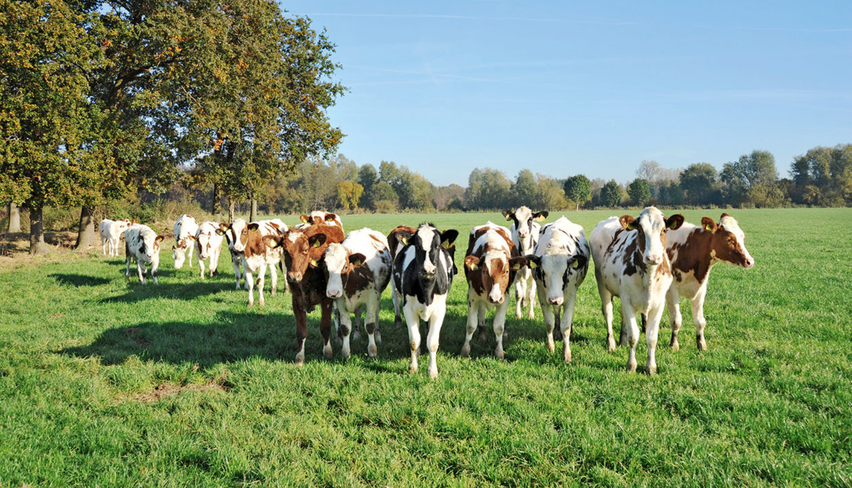 Weidewirtschaft kann sich wieder lohnen - FLUR & FURCHE