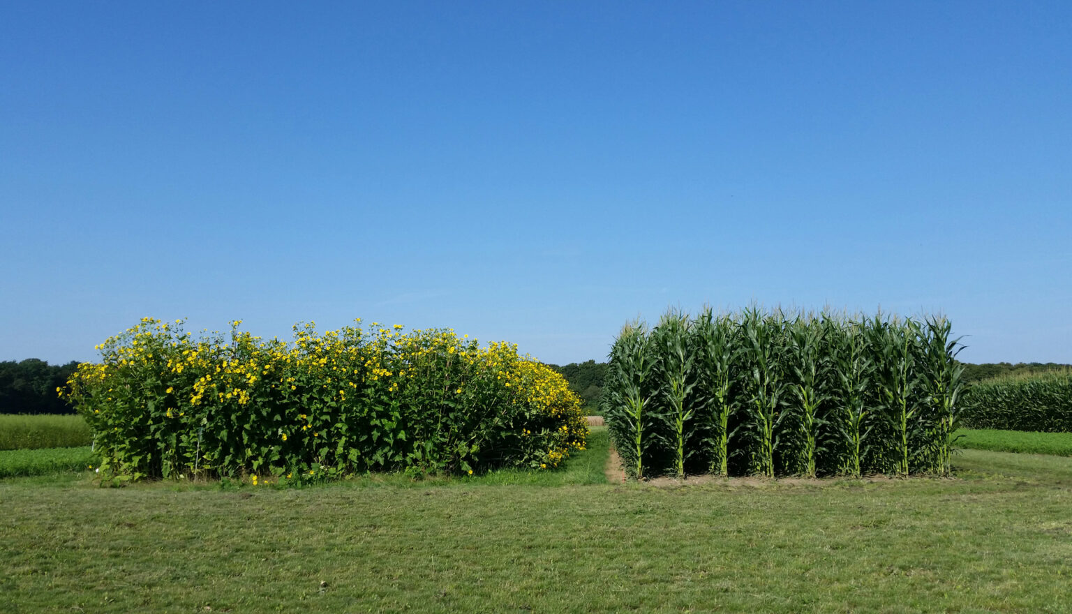 „Die Silphie ist voller Power“ - FLUR & FURCHE