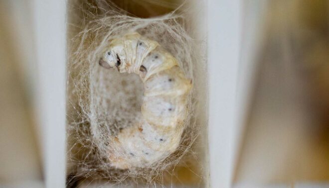 So bauten wir unsere Seidenstraße auf - FLUR & FURCHE