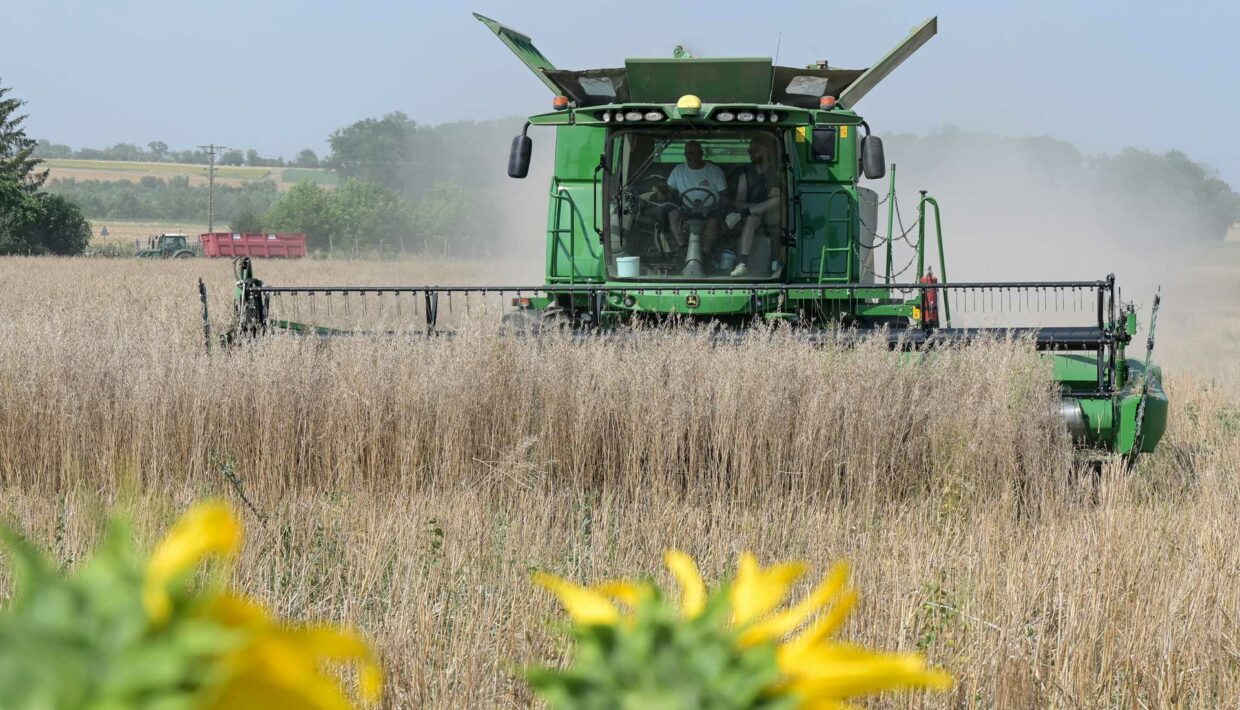 Senf Anbau Landwirtschaftnull